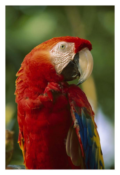 Scarlet Macaw, Native To Central And South America-Paper Art-22,,X32 ...