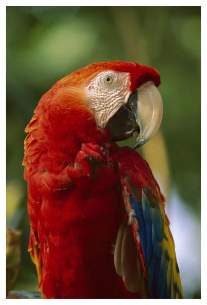 Scarlet Macaw, Native To Central And South America-Paper Art-34,,X50 ...